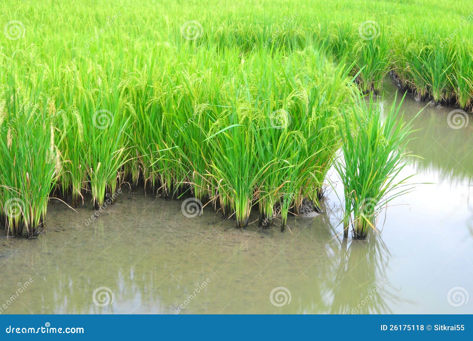 Paddy stock photo. Image of organic, foliage, leaf, grow - 26175118