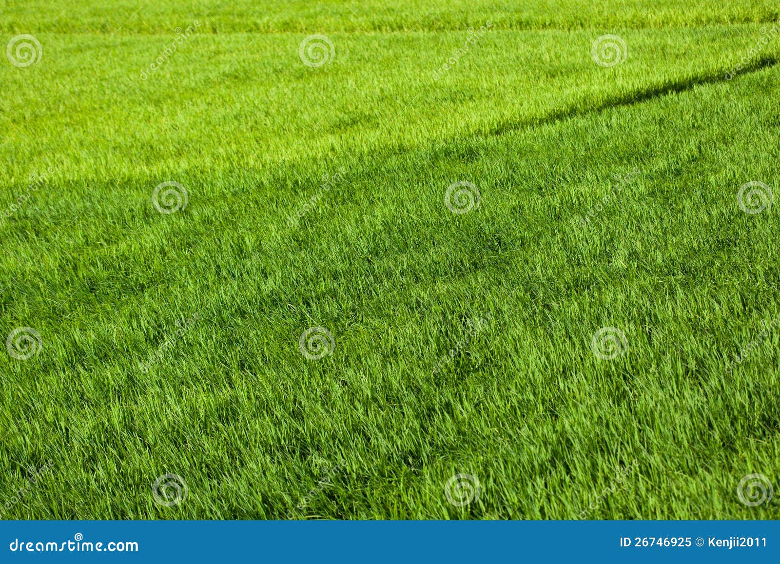 Paddy stock image. Image of cultivation, grass, farm - 26746925