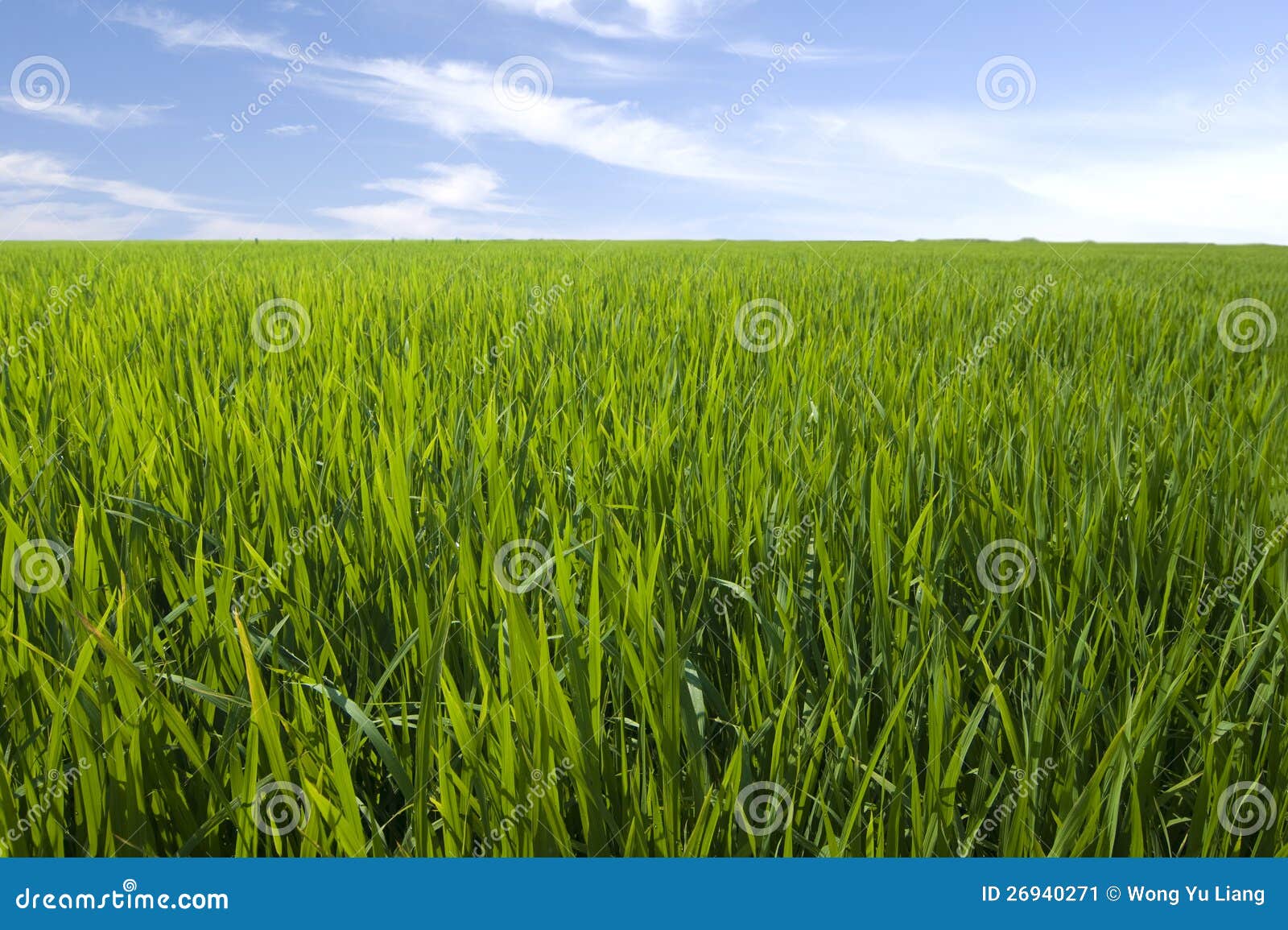 Paddy stock image. Image of nature, food, rice, abstract - 26940271