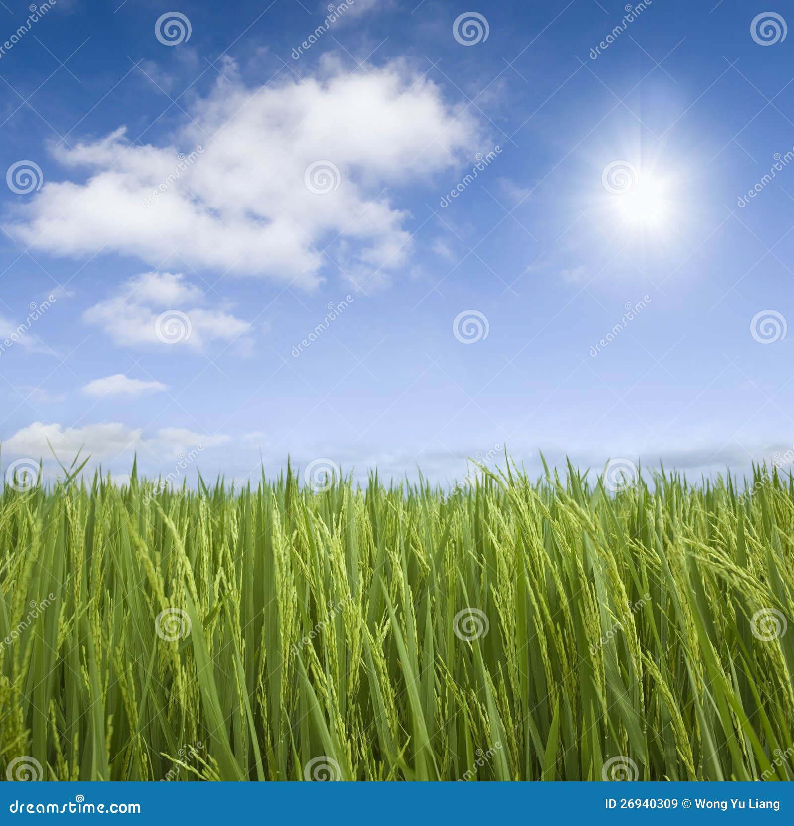 Paddy stock image. Image of beautiful, paddy, cloud, environment - 26940309