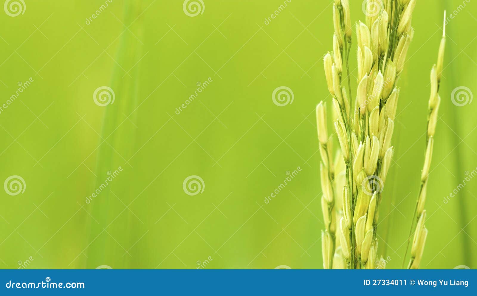 Paddy stock image. Image of close, grass, economy, crop - 27334011