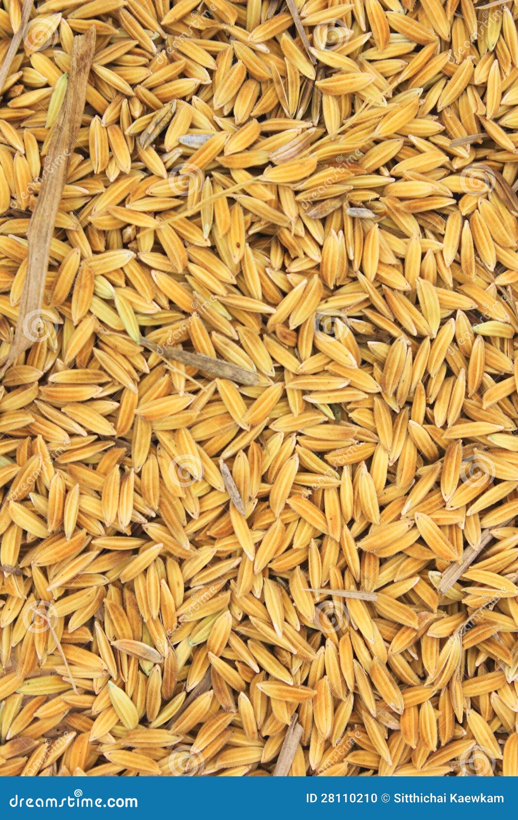 Paddy stock photo. Image of crop, paddy, field, harvest - 28110210