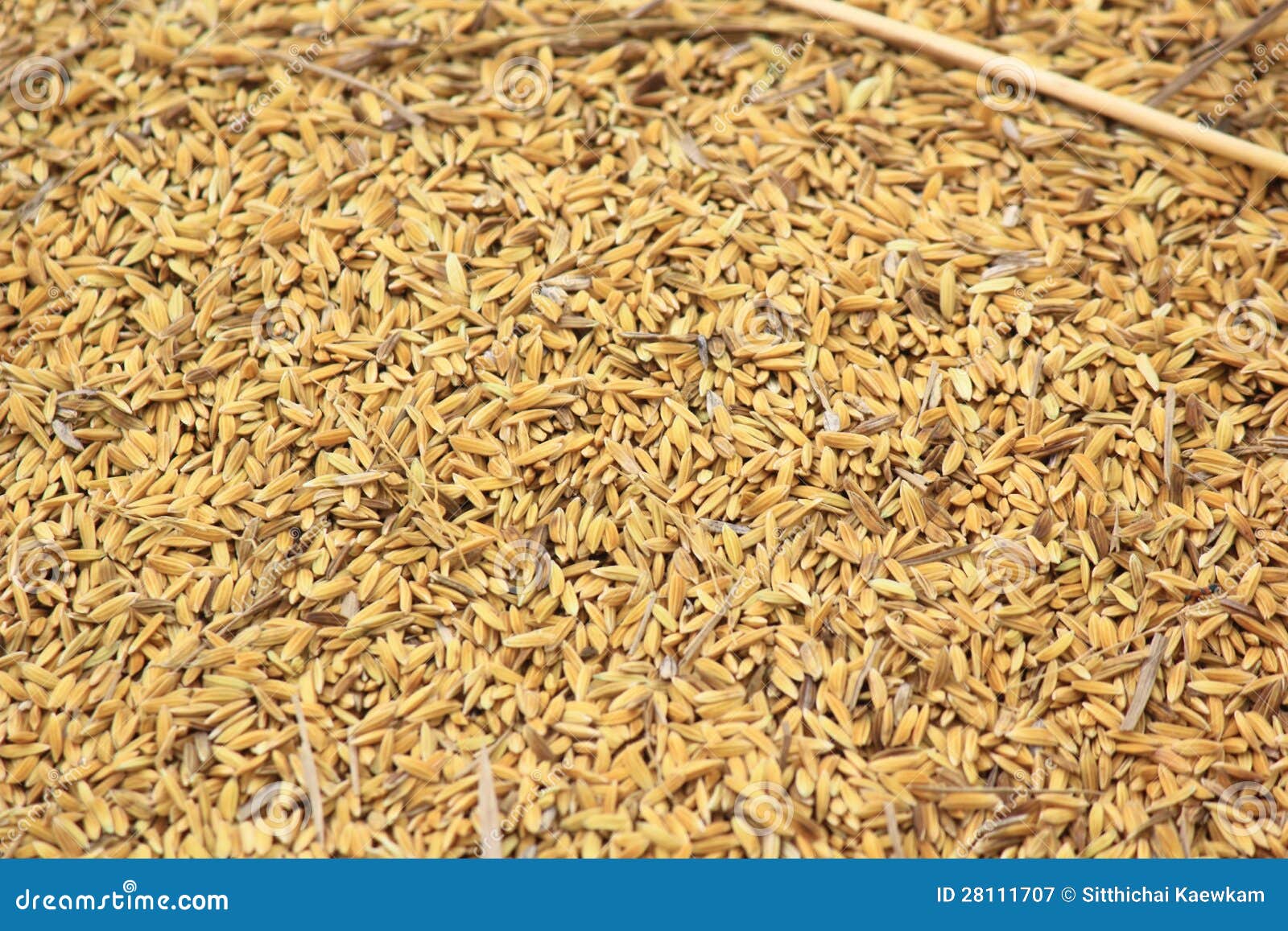 Paddy stock image. Image of agriculture, farmland, rice - 28111707