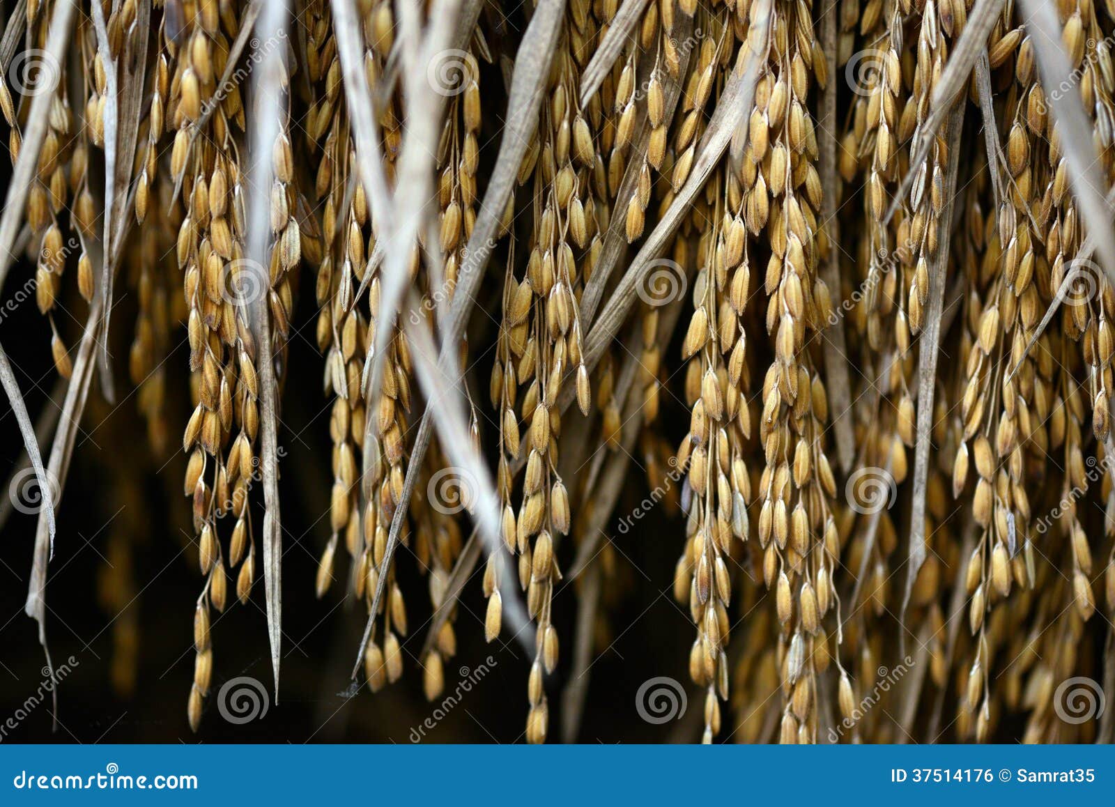 Paddy stock photo. Image of rural, paddy, grain, closeup - 37514176