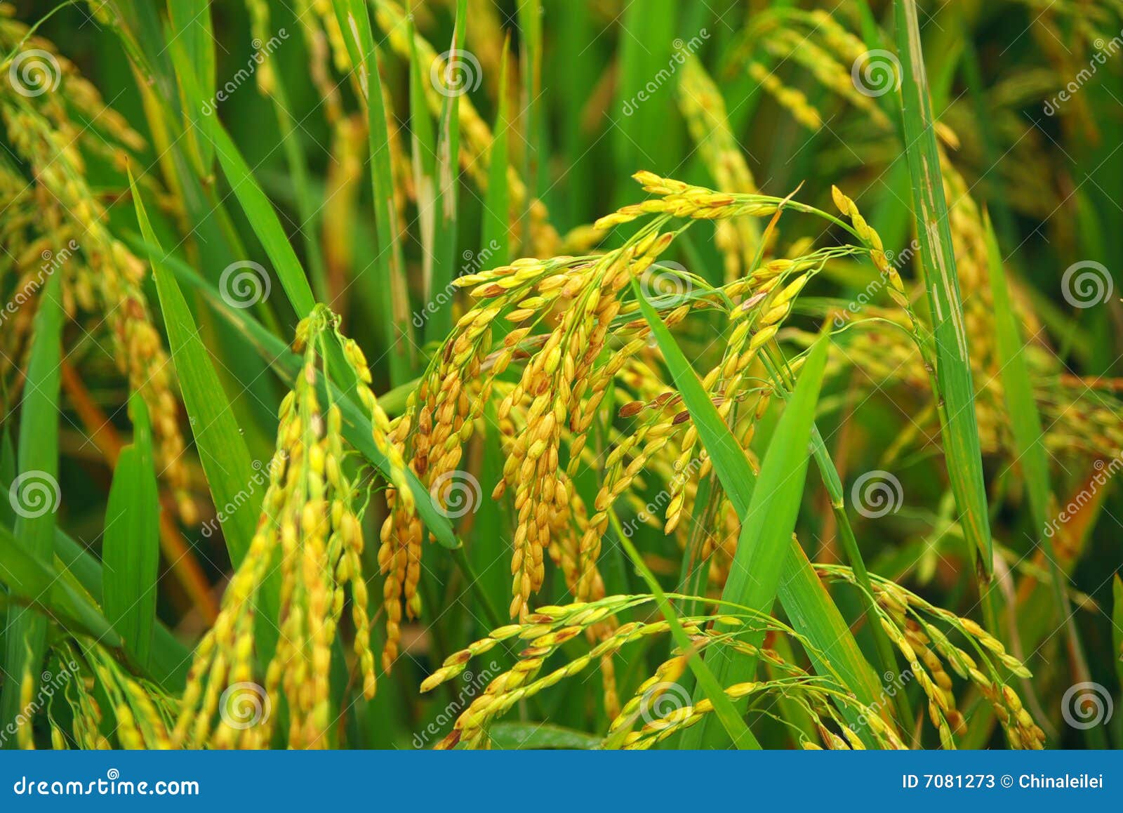Paddy stock image. Image of commissariat, foodstuff, field - 7081273