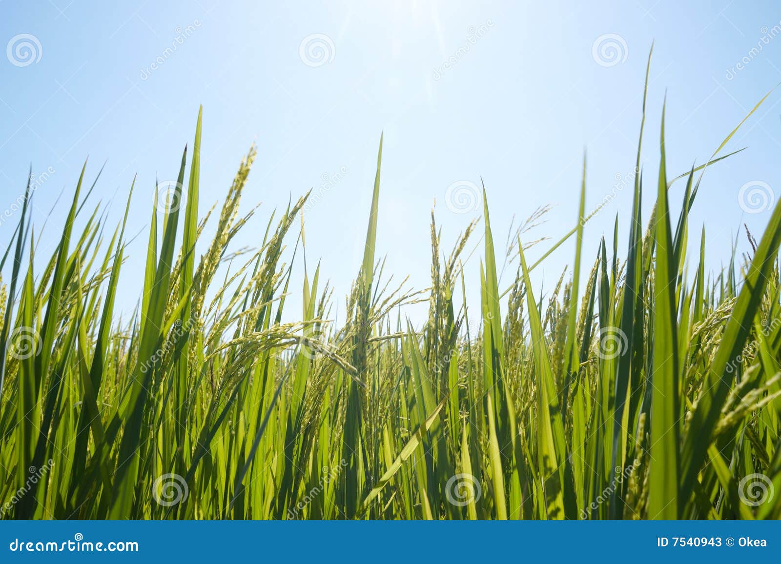 Paddy stock image. Image of paddy, rice, scene, outdoors - 7540943