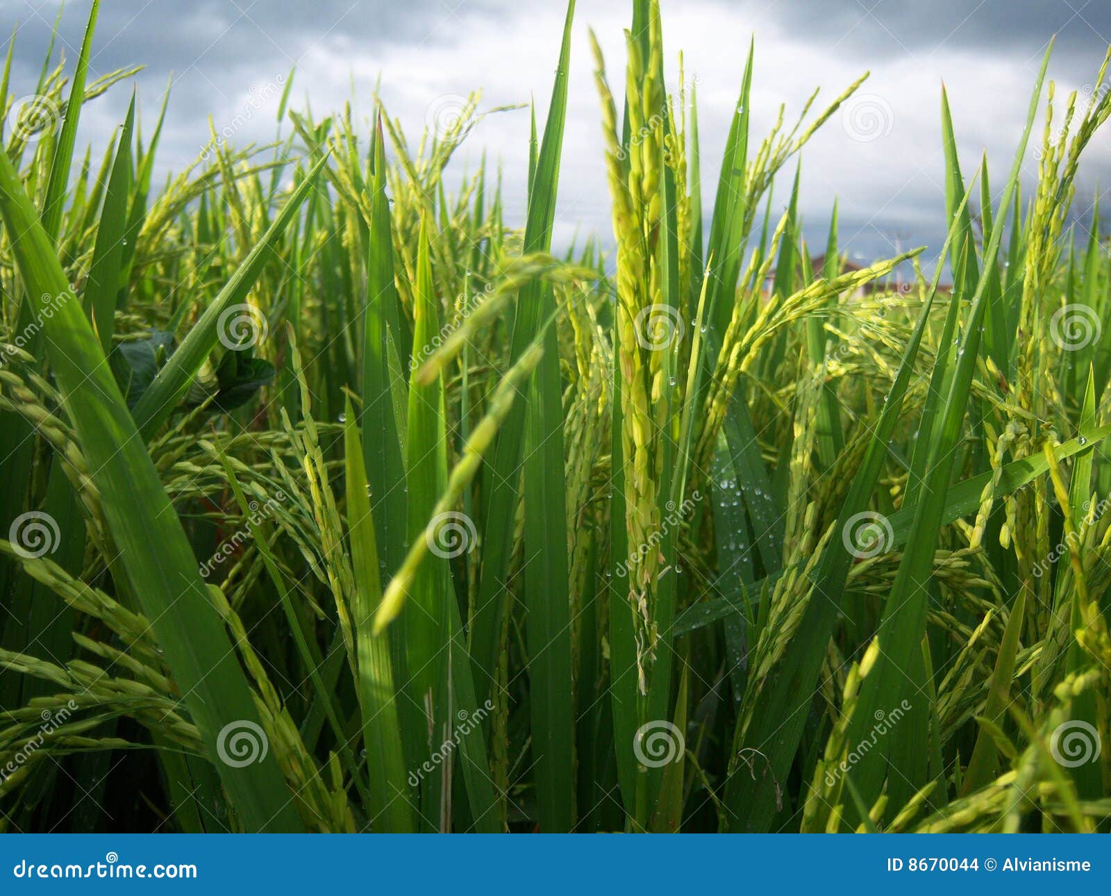 Paddy stock photo. Image of field, leave, majalaya, yellow - 8670044