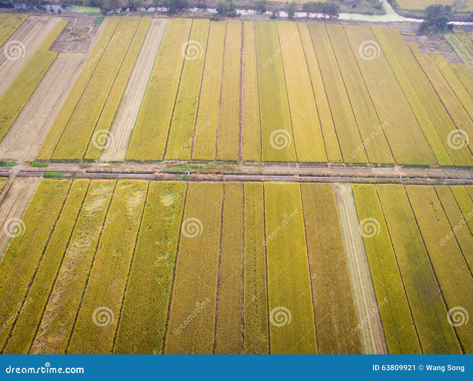 Paddy stock image. Image of green, mountain, aerial, growth - 63809921