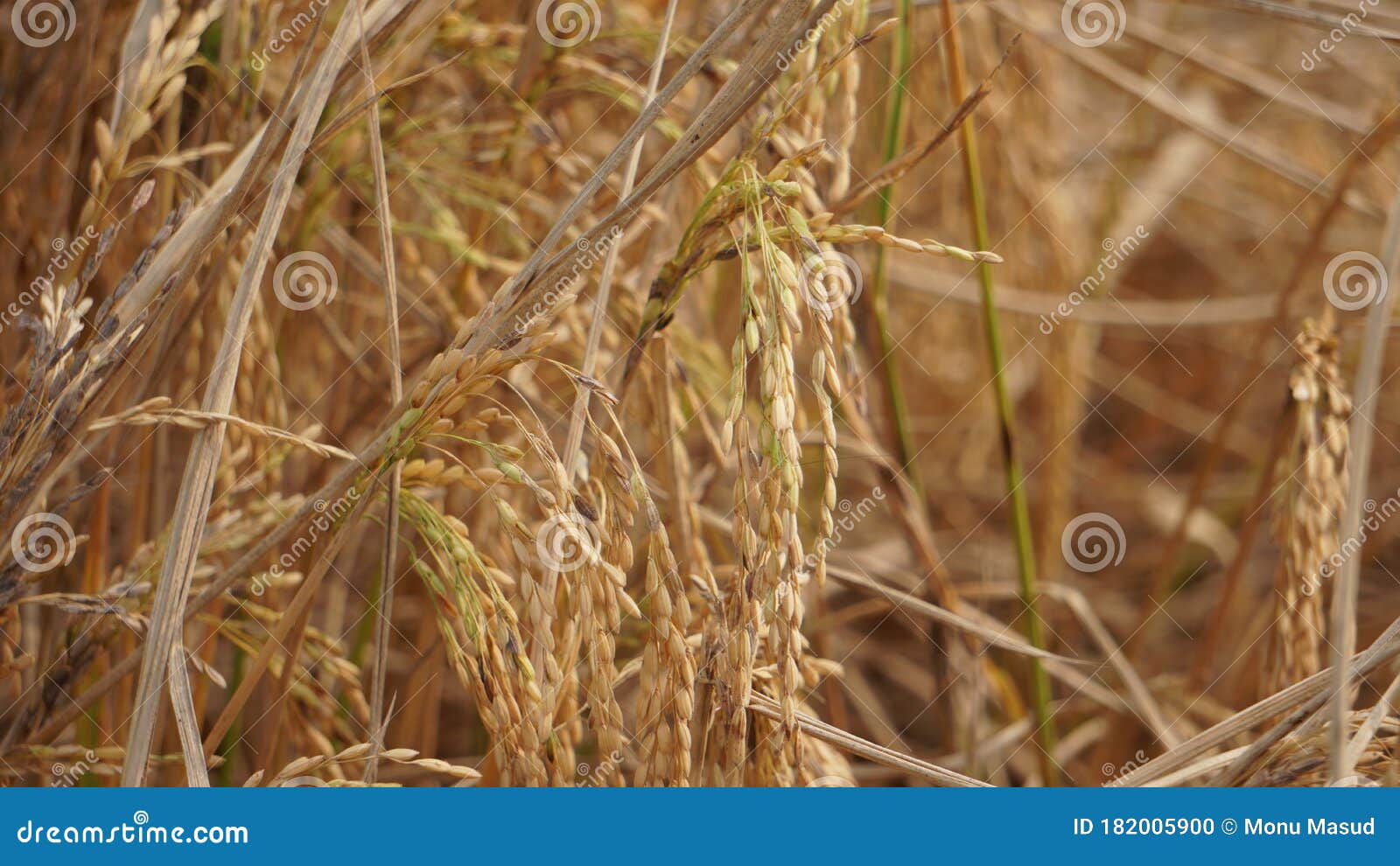 Paddy, Also Called Rice Paddy, Small, Level, Flooded Field Used To ...