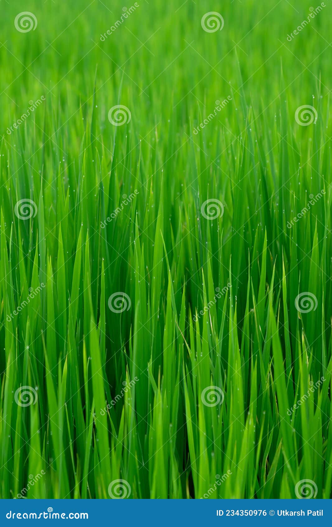 Paddy Also Known As Rice Crop Leaves in the Farm. Used Selective Focus ...