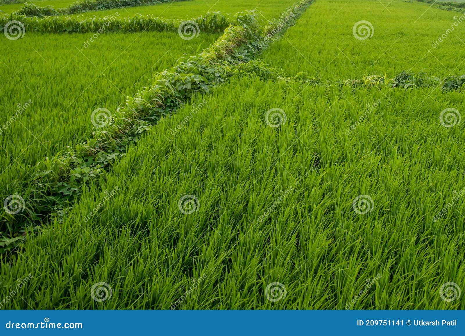 Paddy Also Known As Rice Planted Farm Field Stock Image - Image of ...