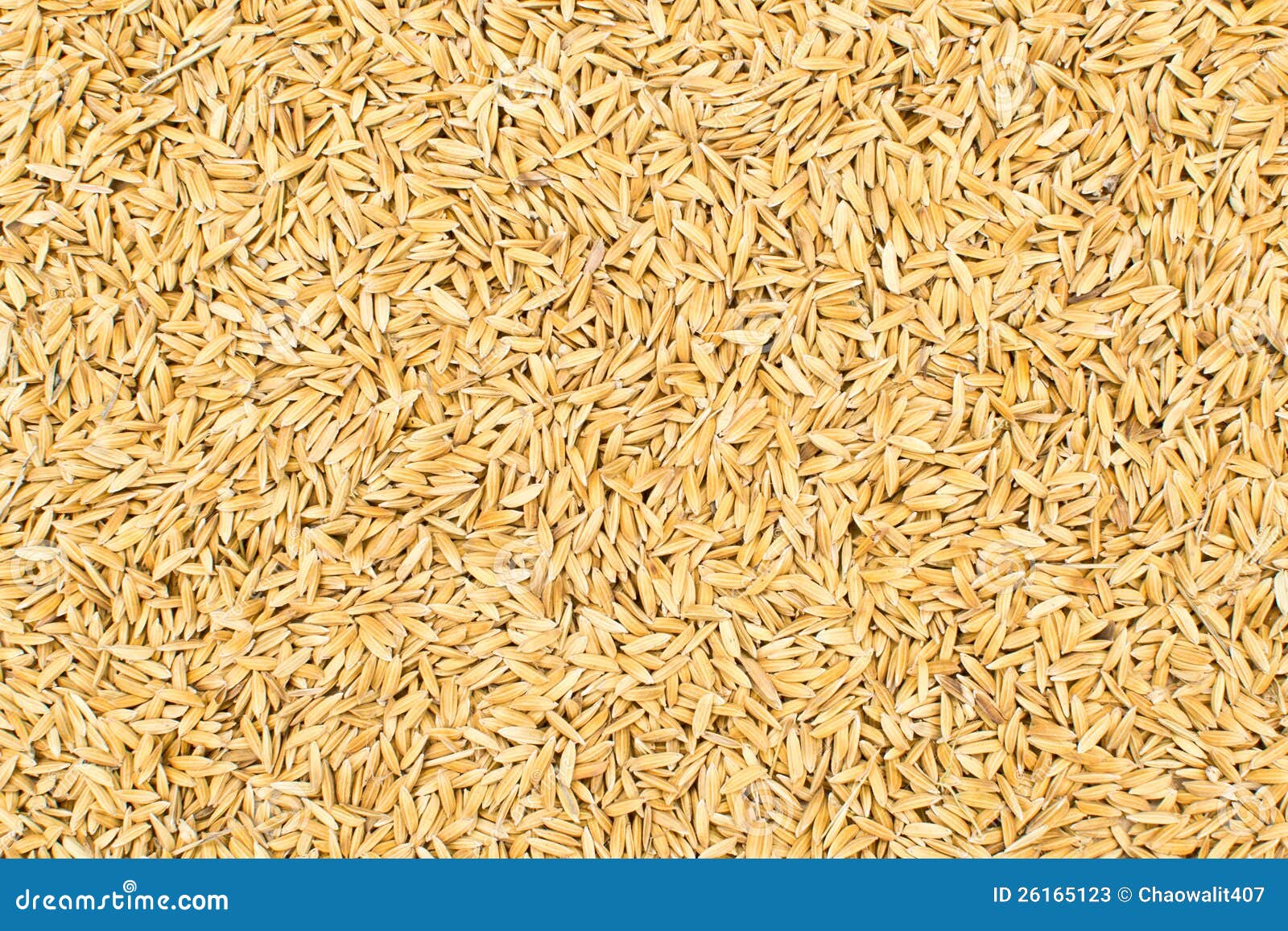 Paddy Background Royalty-Free Stock Photography | CartoonDealer.com ...