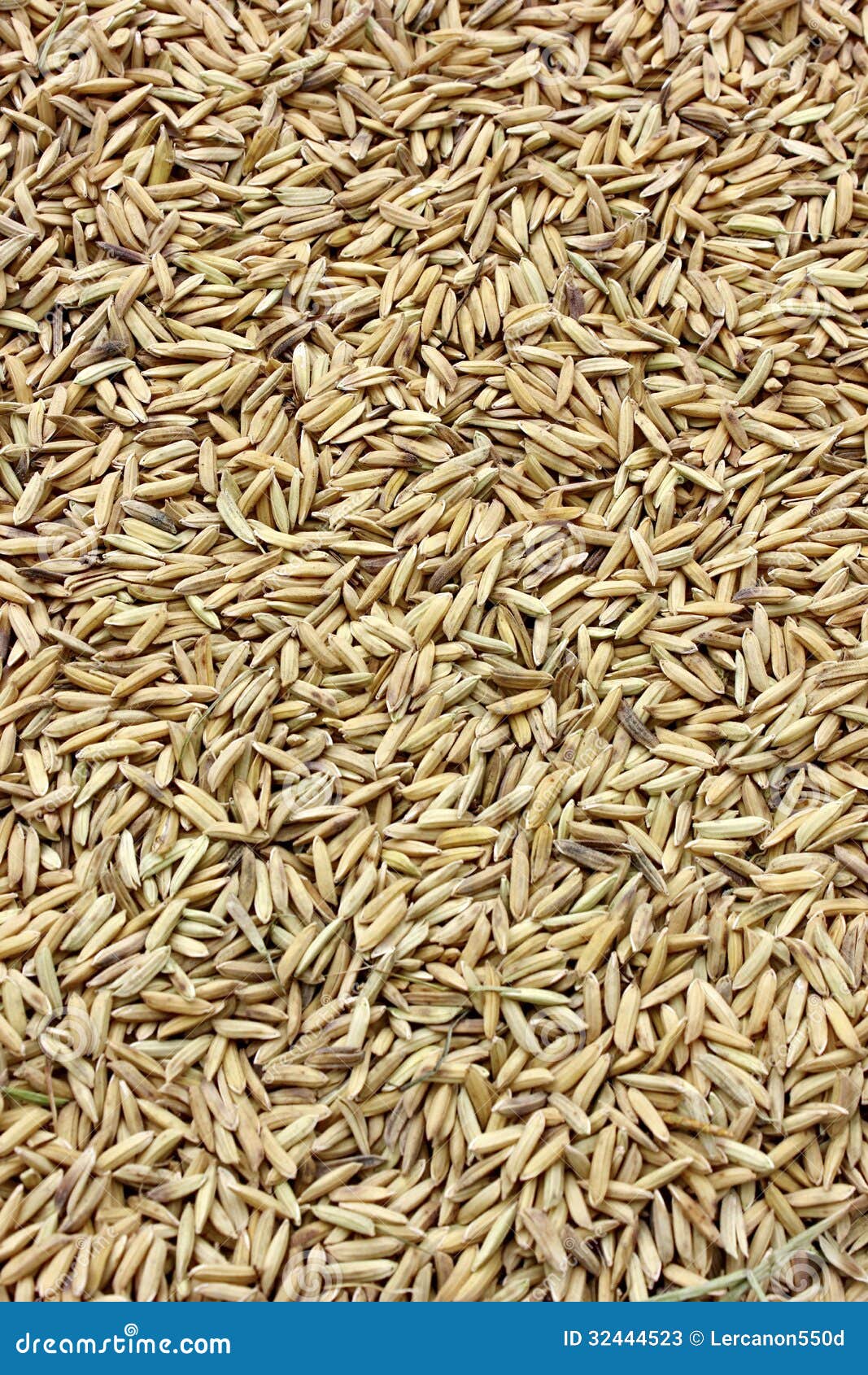 Paddy Background Stock Photography | CartoonDealer.com #40910702