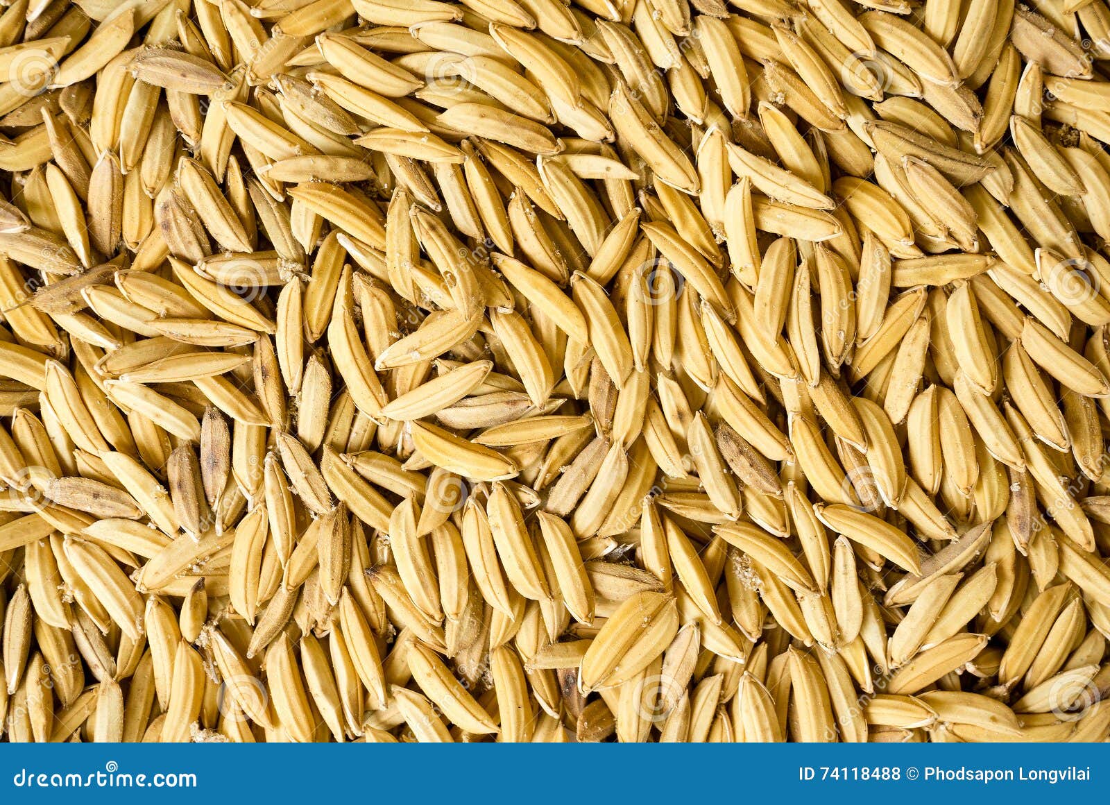 Paddy Background Stock Photography | CartoonDealer.com #40910702