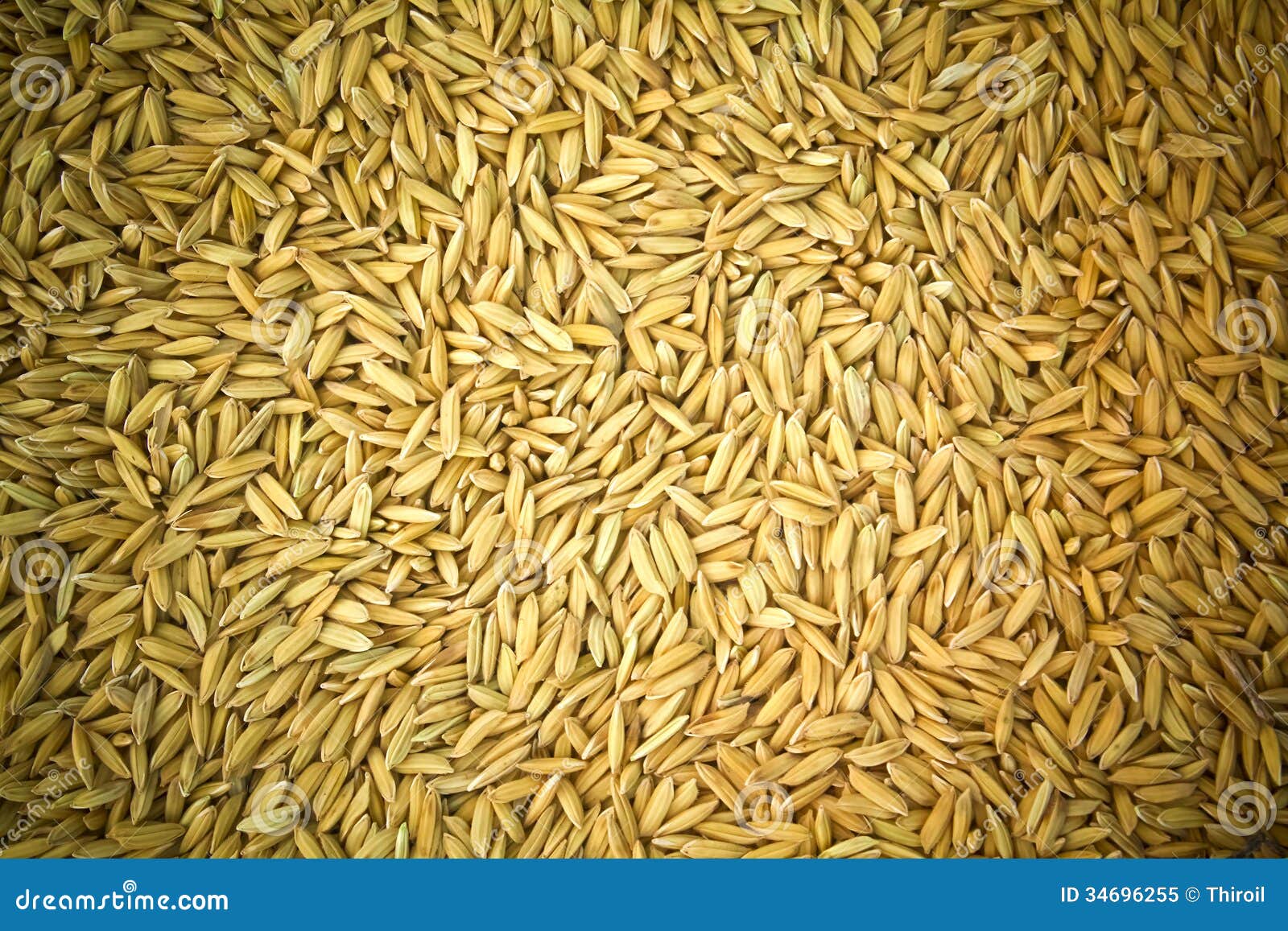 Paddy background. stock image. Image of grained, golden - 34696255
