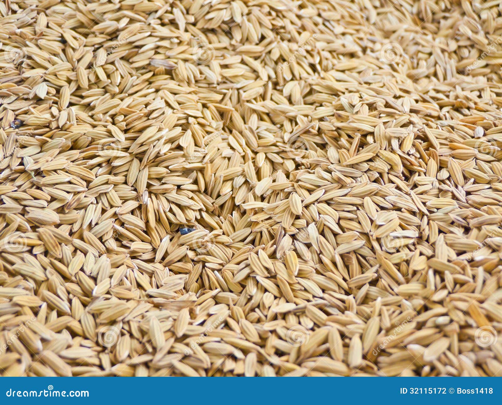 Paddy is the background. stock photo. Image of golden - 32115172