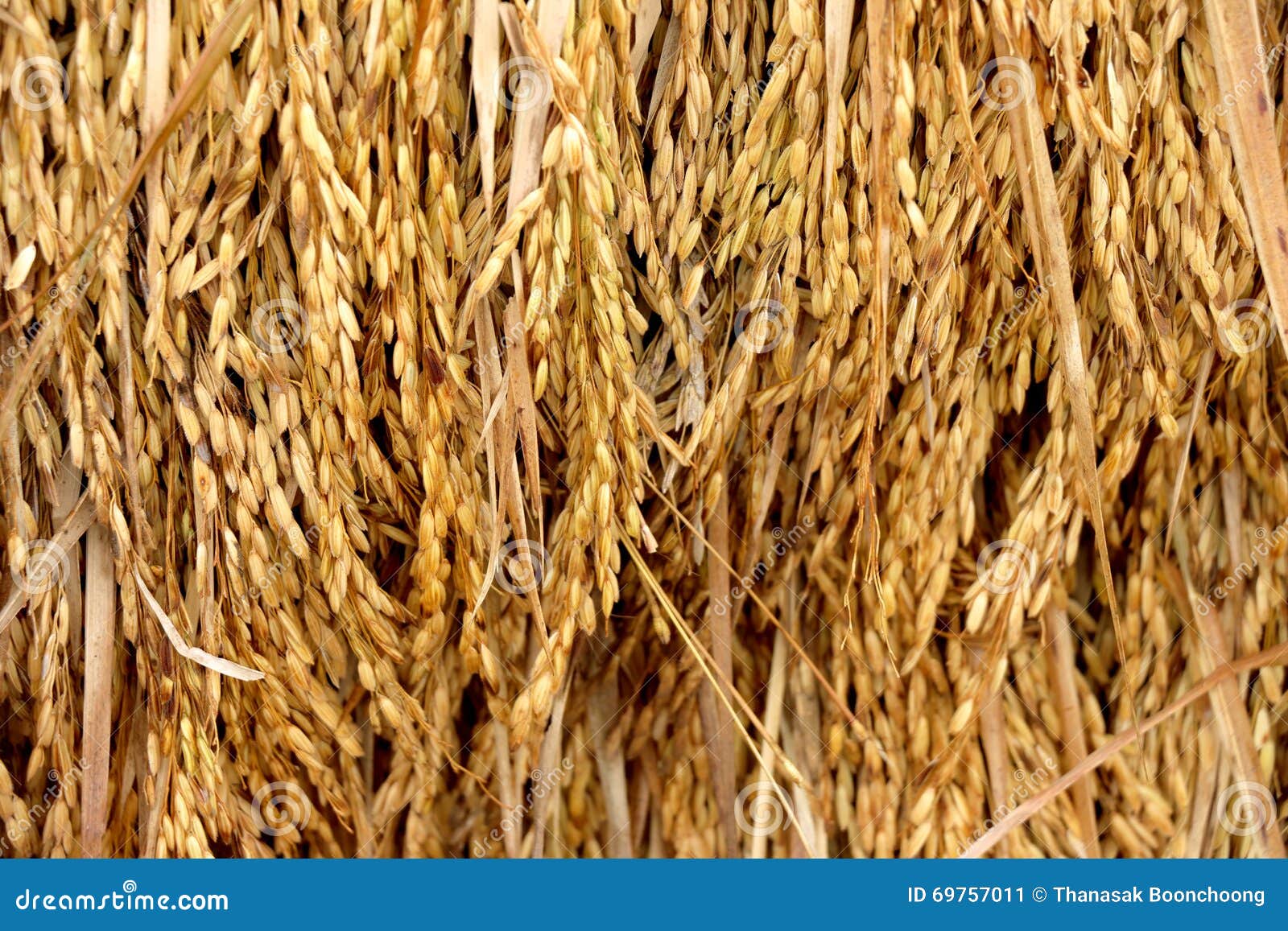 Paddy Background, Unmilled Rice. Stock Image - Image of heap, bundle ...