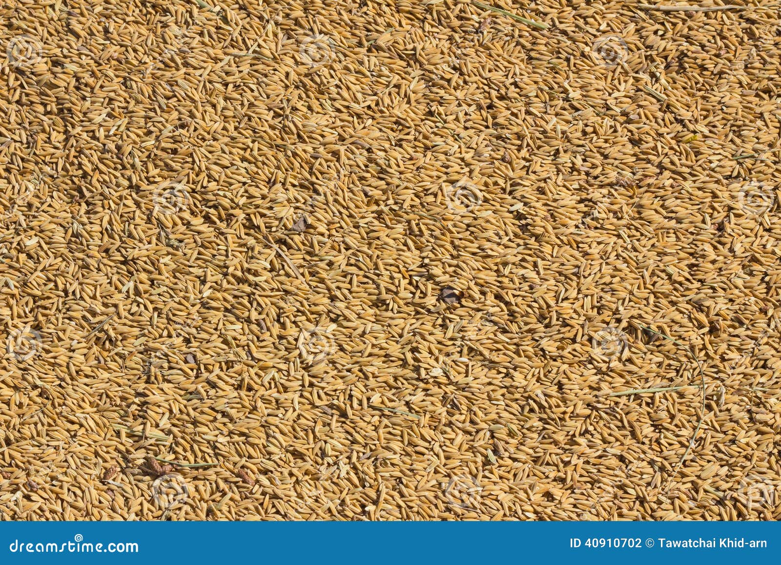 Paddy Background Stock Photography | CartoonDealer.com #40910702