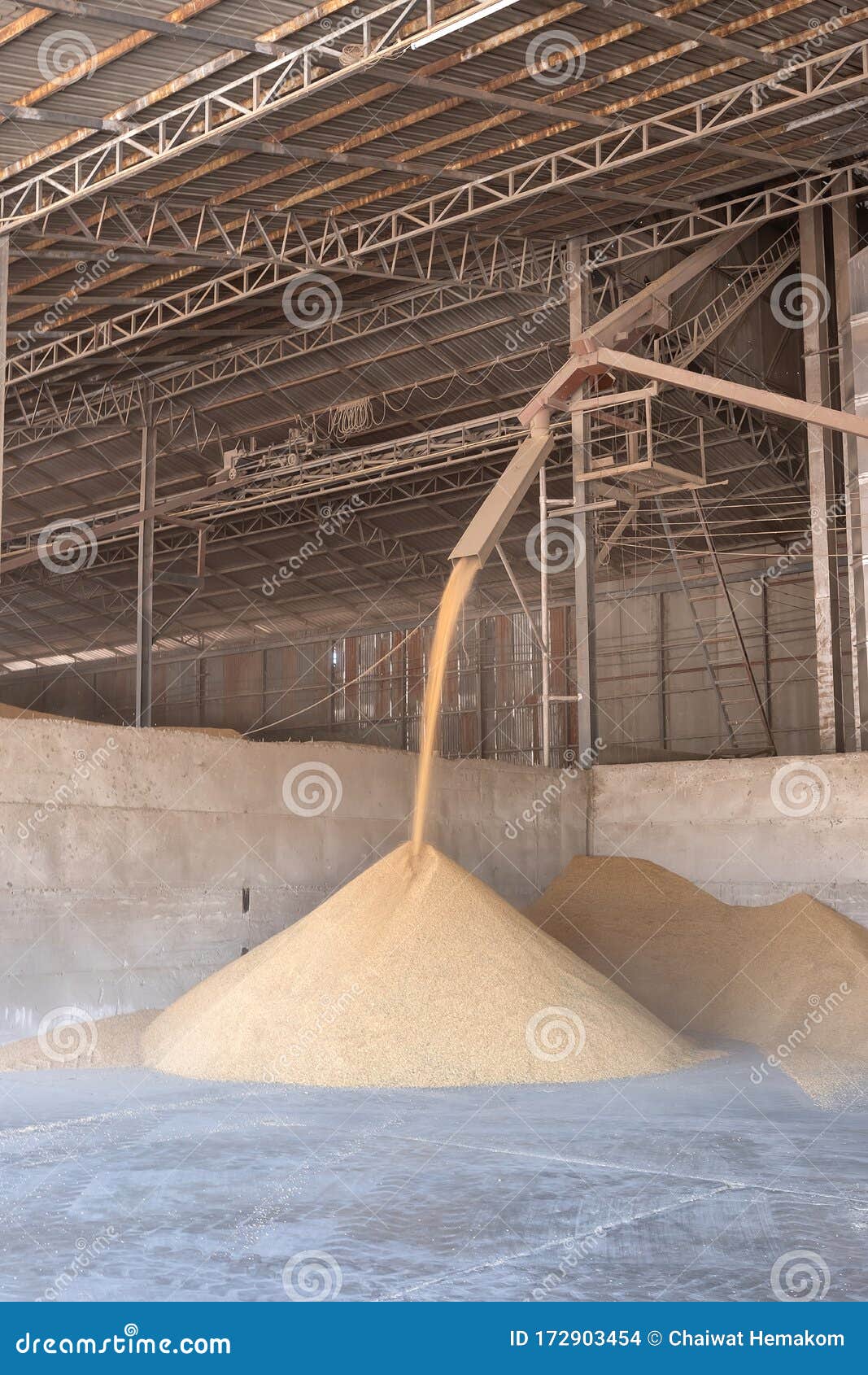 Paddy Is Being Sifted, Paddy Stored, Paddy Stored After Germination ...