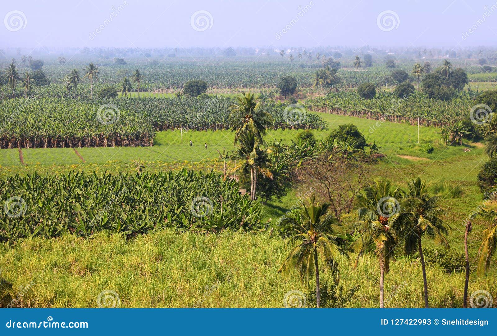 Paddy and Banana Fields in India Stock Image - Image of grow, banana ...