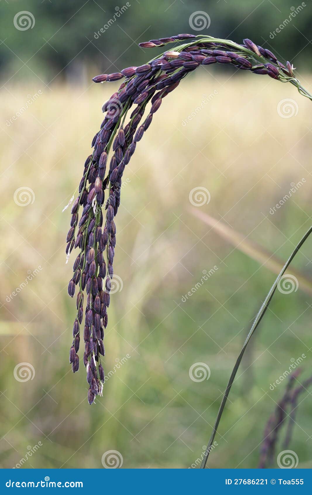 Paddy black rice in field stock image. Image of environment - 27686221