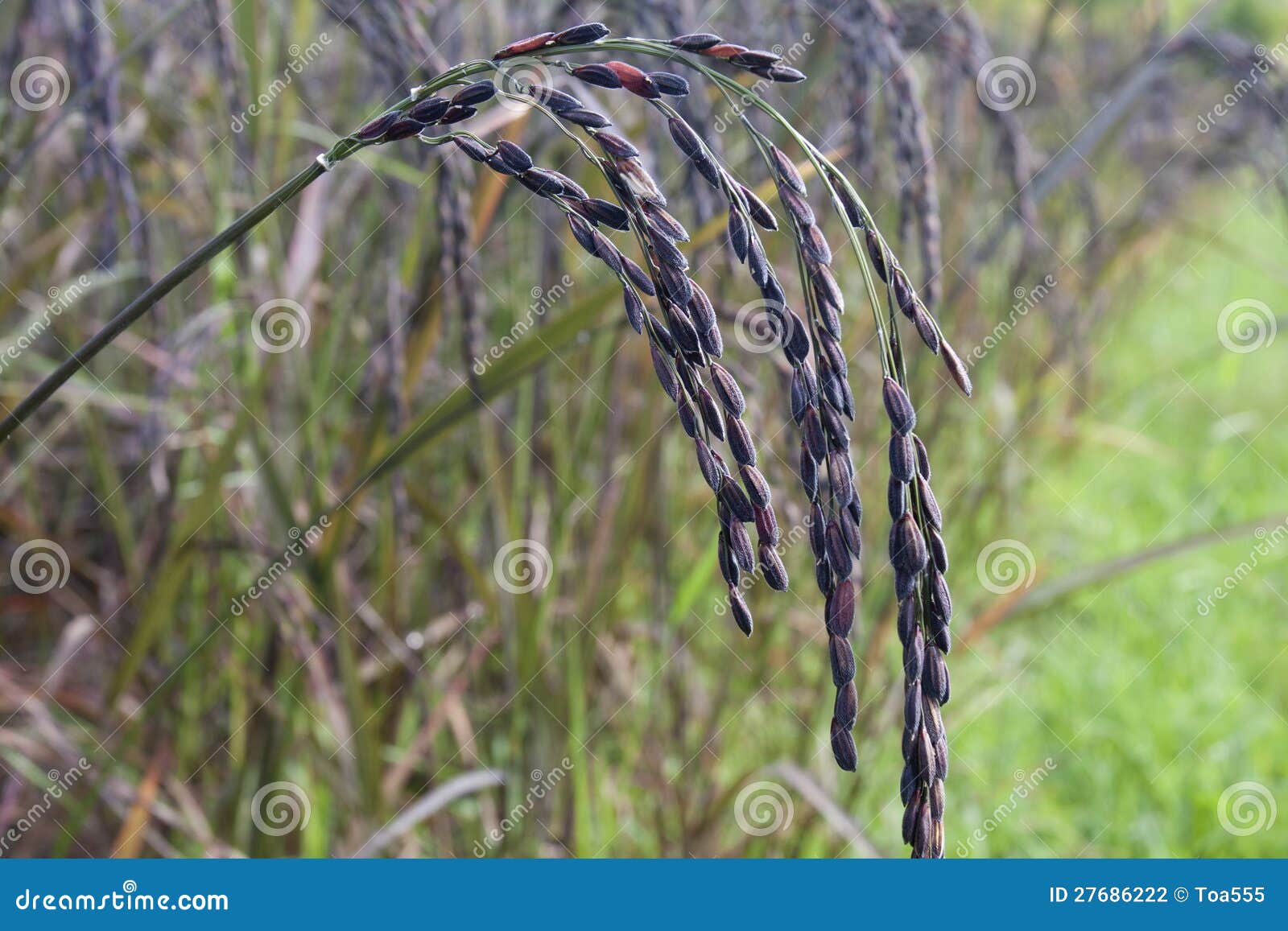 Paddy black rice in field stock photo. Image of farming - 27686222