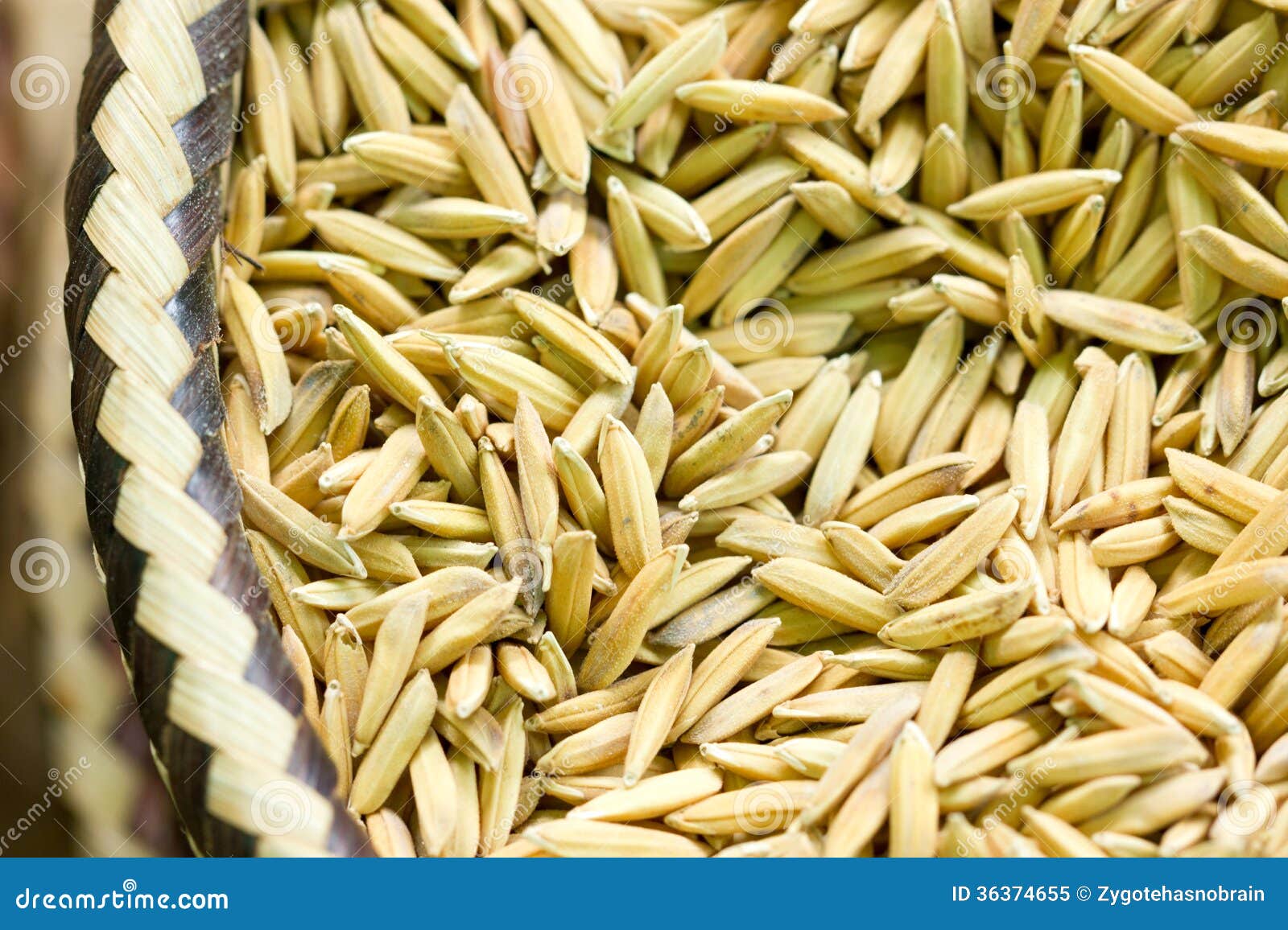 Paddy. stock image. Image of food, meadow, agricultural - 36374655