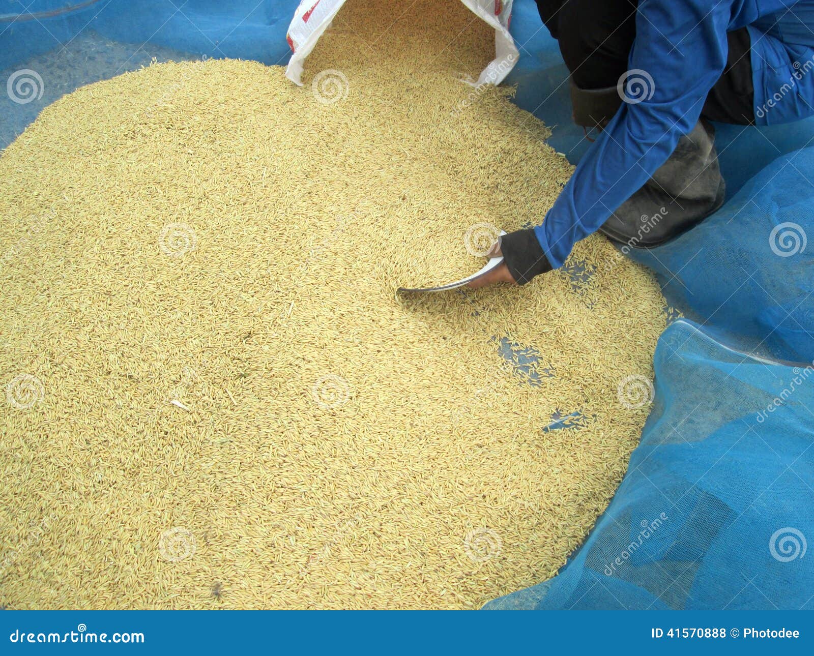 Paddy stock photo. Image of asia, farming, seed, brown - 41570888