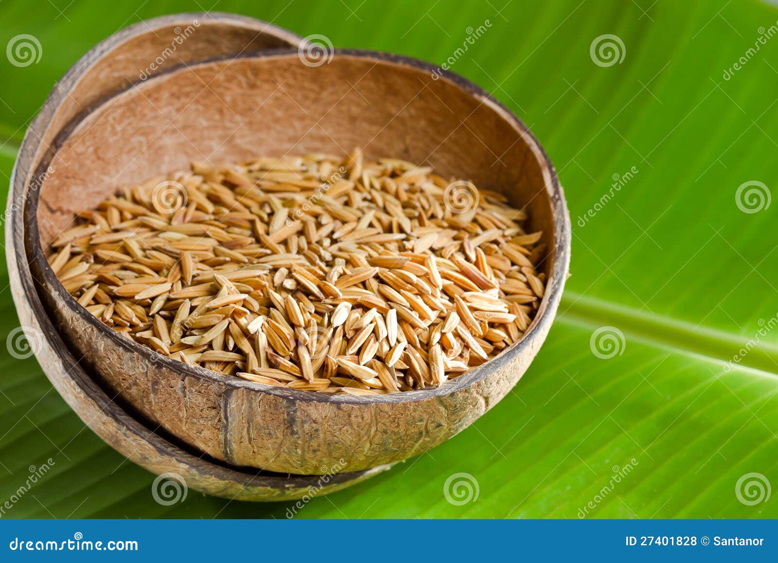 Paddy in coconut shell stock photo. Image of rice, grain - 27401828