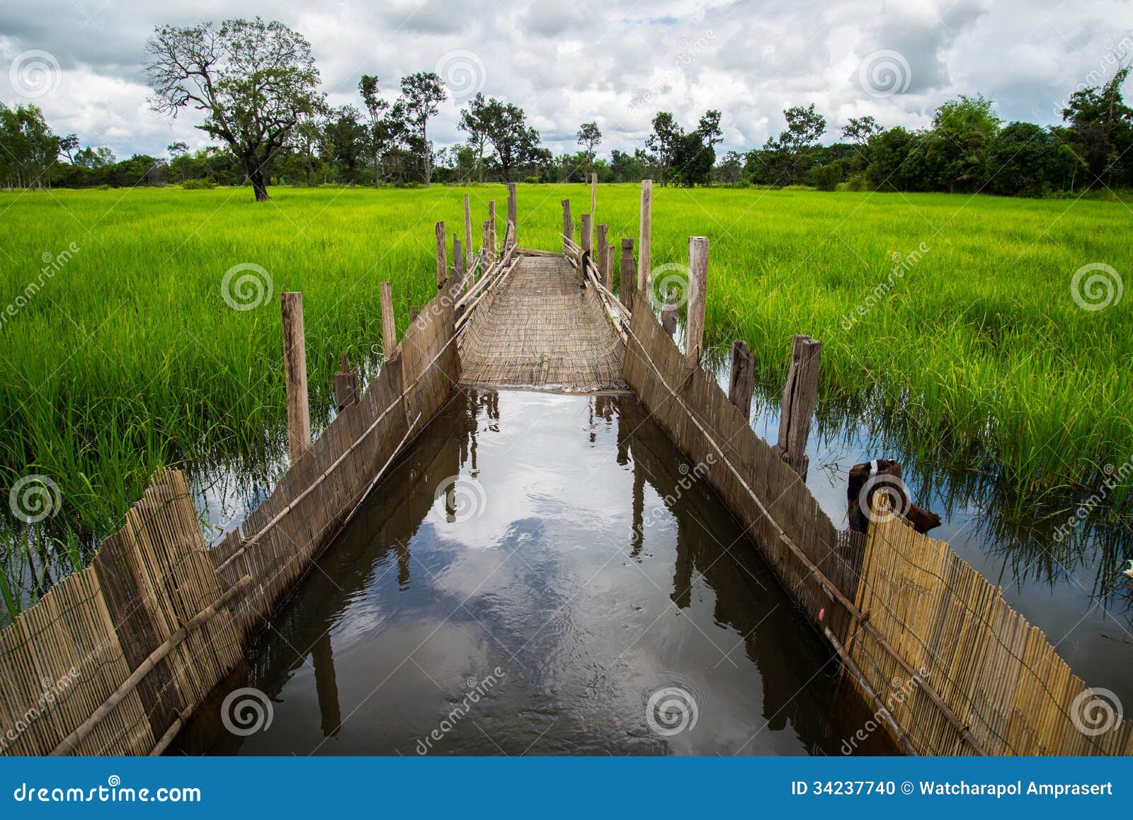 Paddy stock photo. Image of growth, crop, labor, grain - 34237740