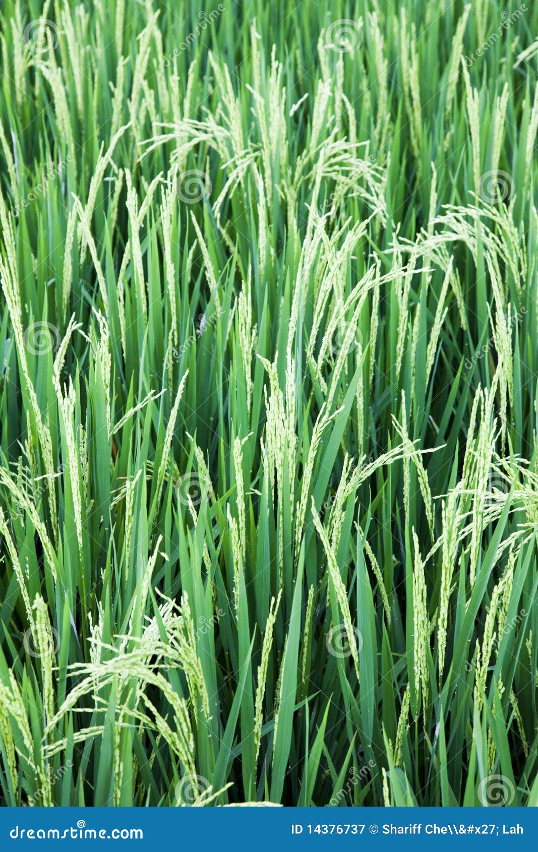 Paddy Crop, Bali, Indonesia Stock Image - Image of cultivate, field ...