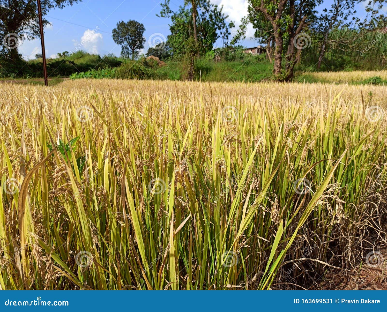 Paddy crop in the field stock image. Image of crop, paddy - 163699531