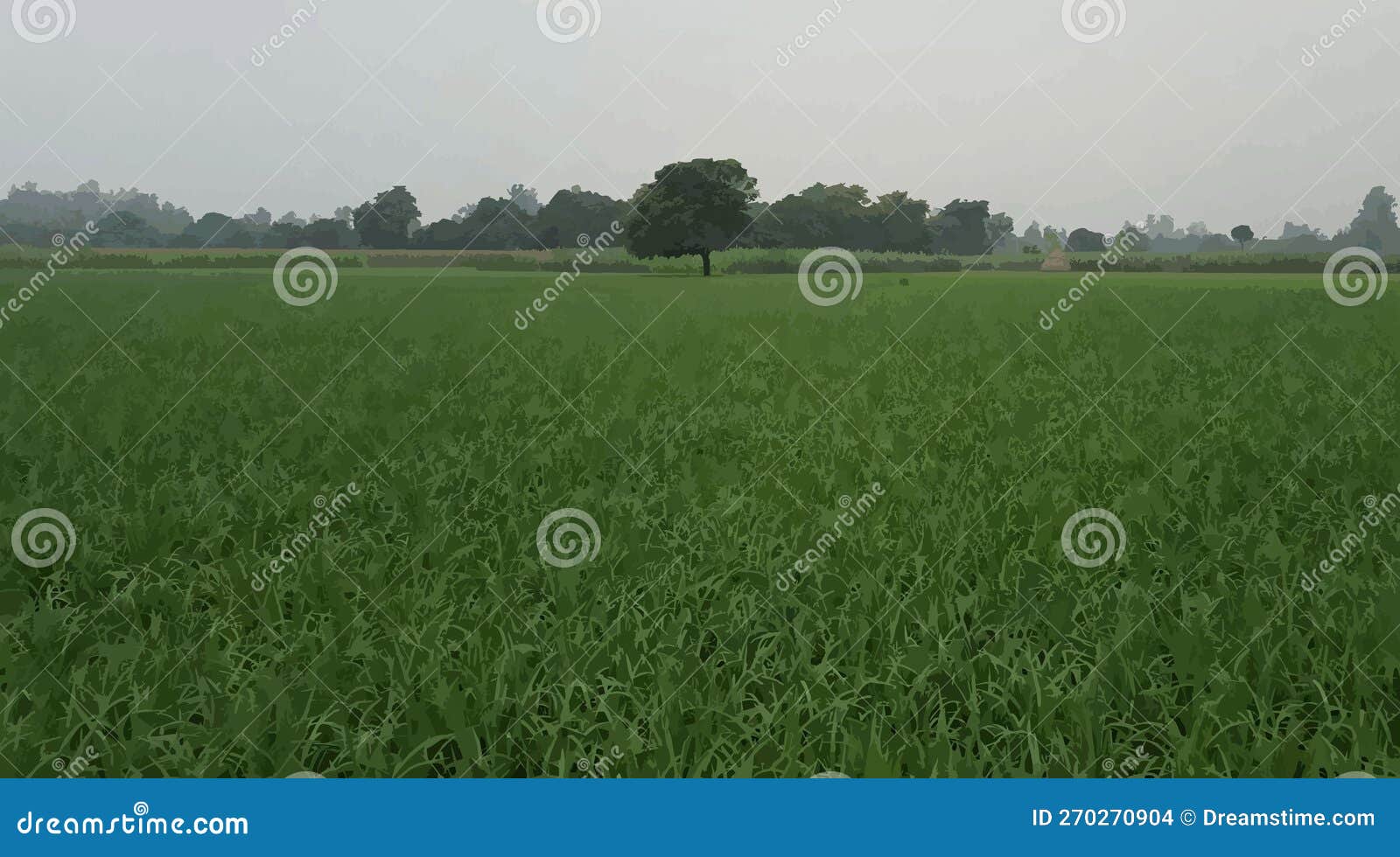 Paddy Crop Image with Vector Stock Illustration - Illustration of ...