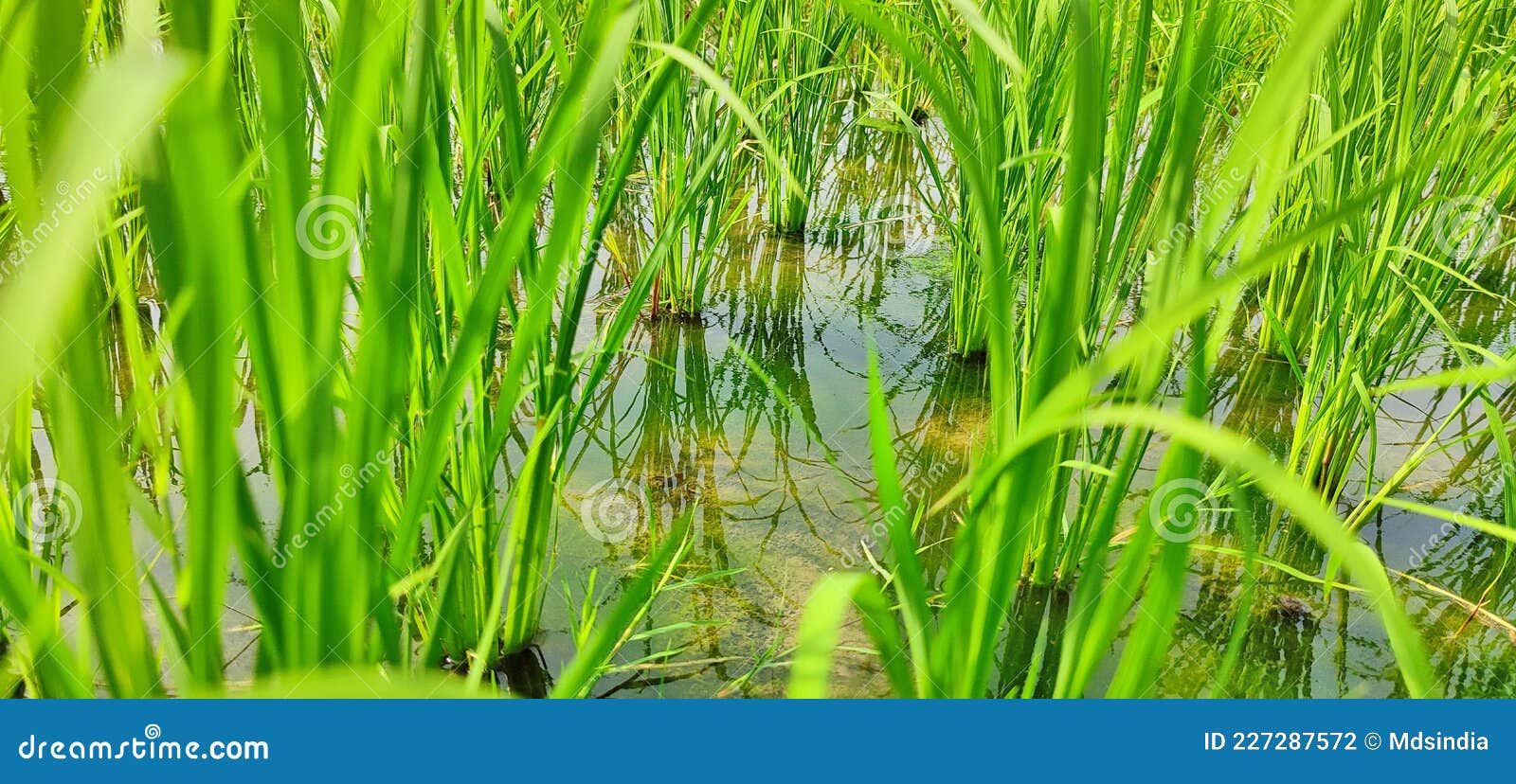 Paddy Crop at Initial Stage Stock Photo - Image of farm, grow: 227287572