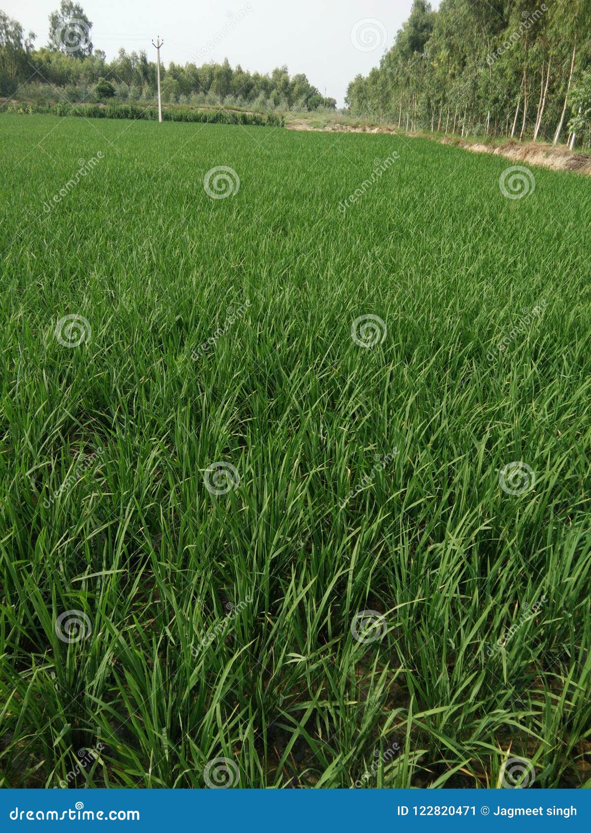Paddy crop stock image. Image of agriculture, 151212 - 122820471