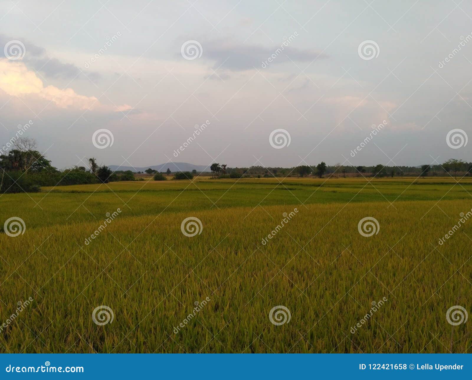 PADDY CROP stock photo. Image of paddy, rose, plant - 122421658