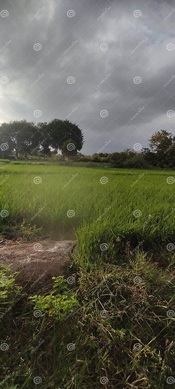 Paddy Crop for Rice Cultivation Farmer Stock Image - Image of crop ...