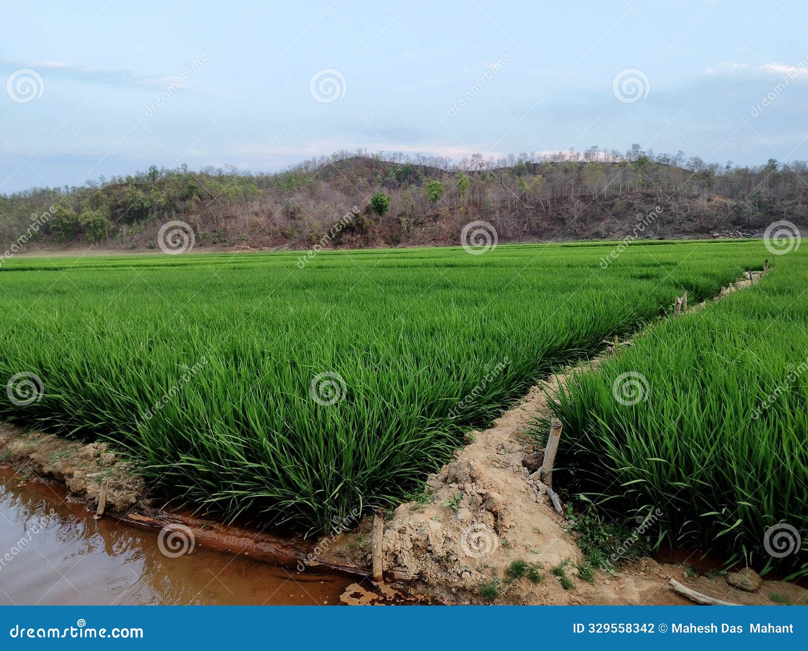 Paddy Crops Field in River Bank Stock Photo - Image of field, crops ...