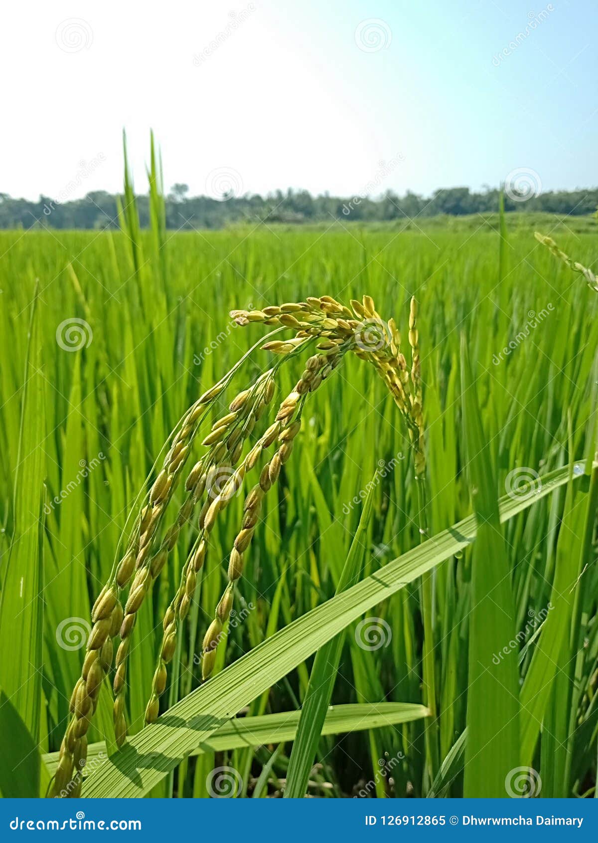 Paddy crops stock image. Image of green, field, paddy - 126912865
