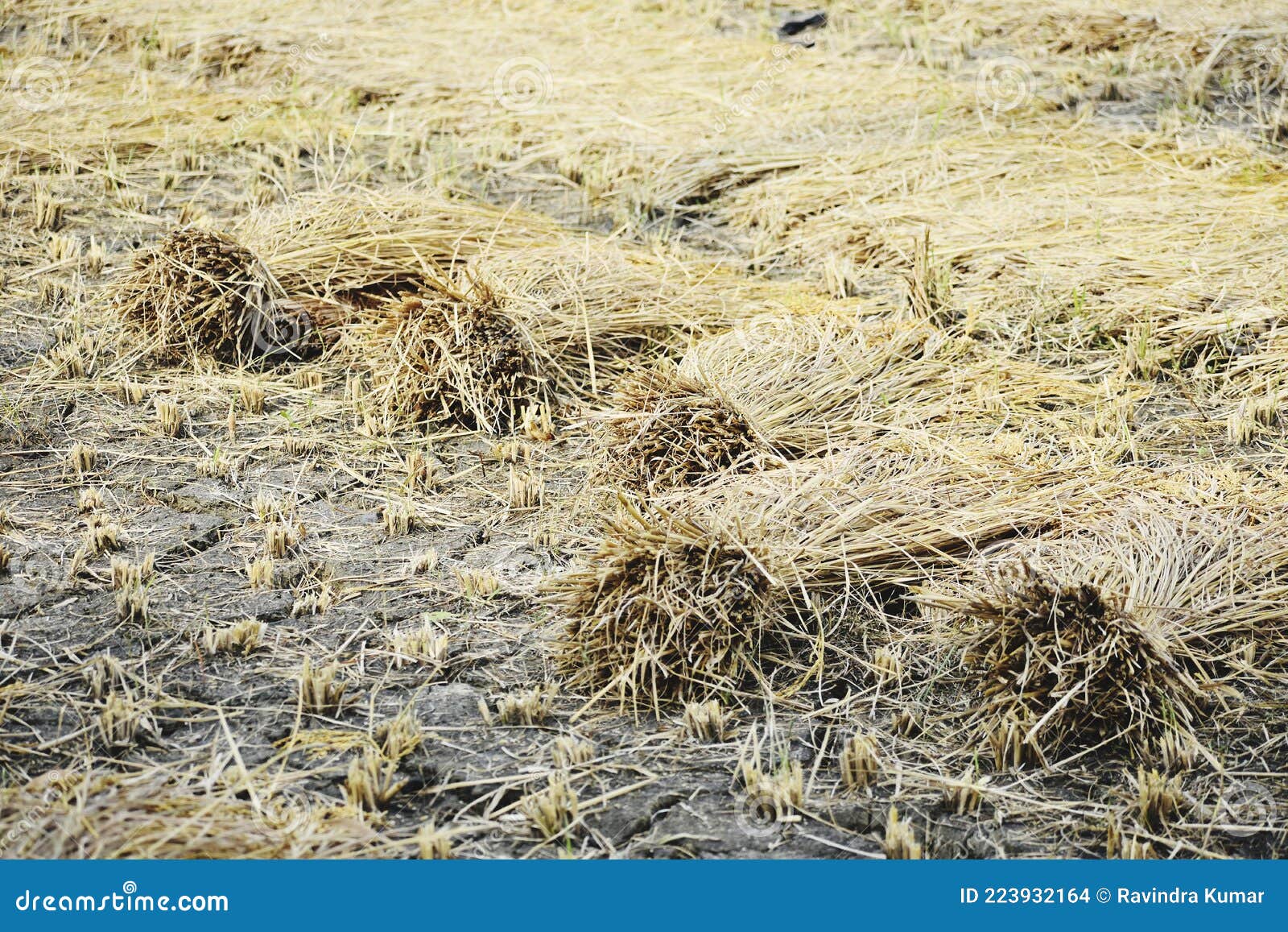 Paddy Cultivation: Different Steps Involved in Paddy Cultivation Stock ...