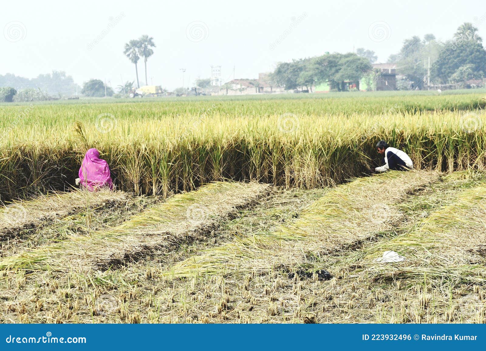 Paddy Cultivation: Different Steps Involved in Paddy Cultivation Stock ...