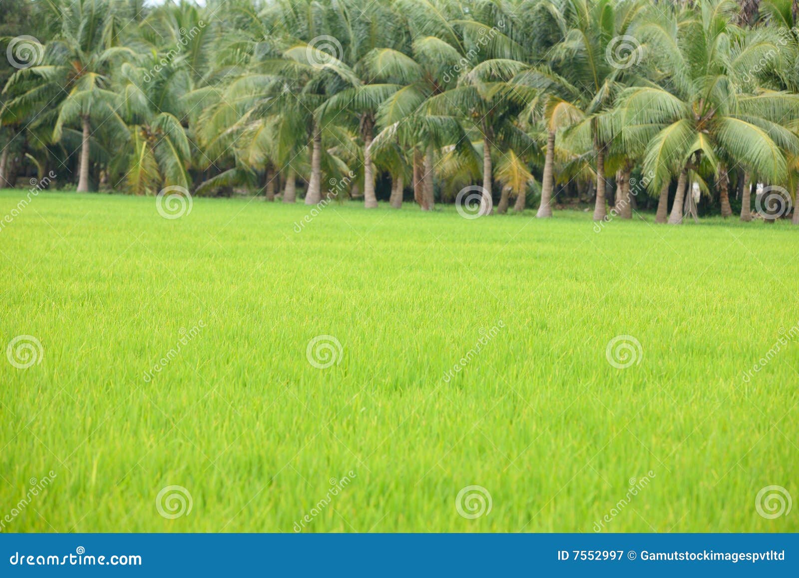 Paddy cultivation in india stock image. Image of food - 7552997