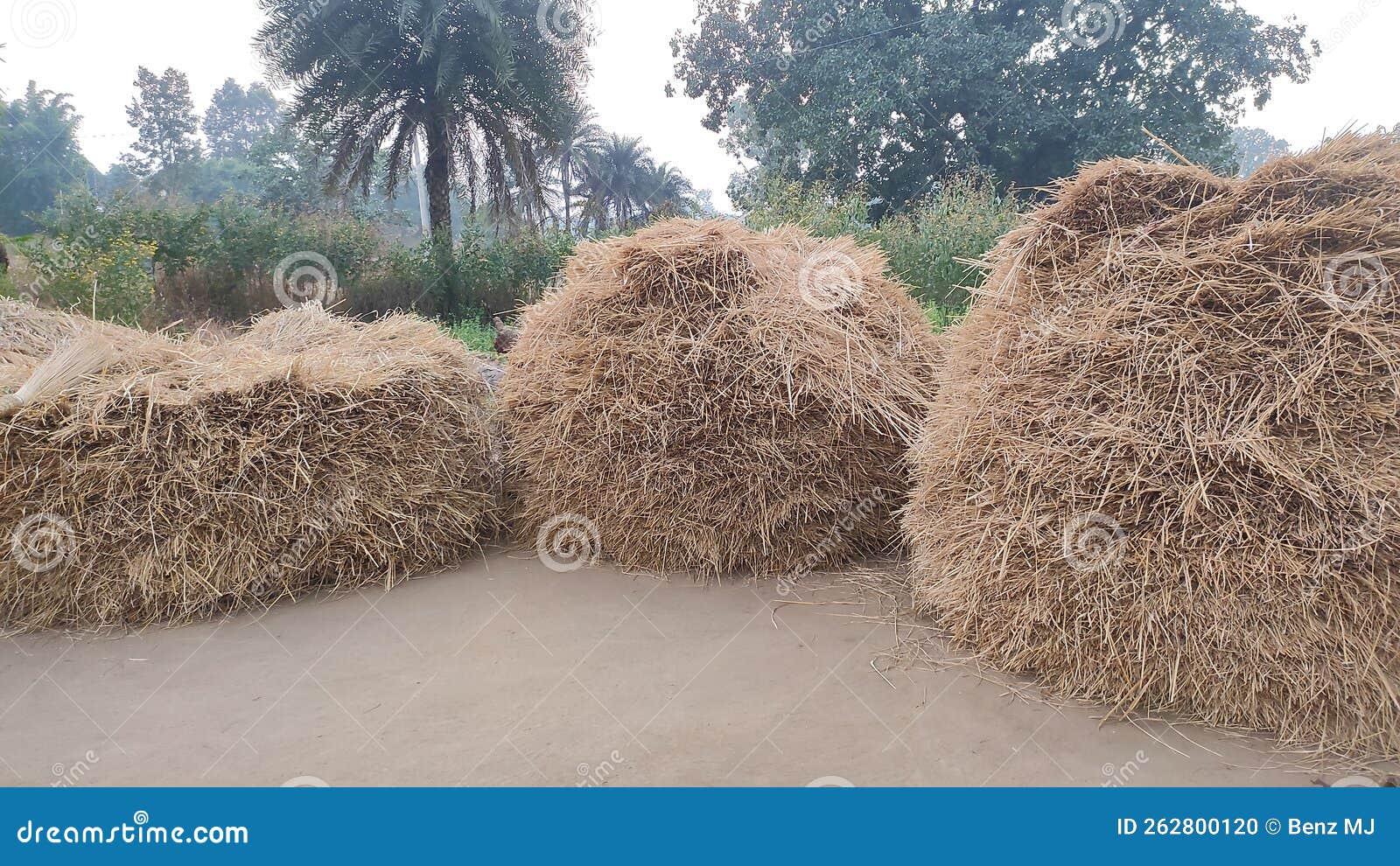 Paddy Cut from the Field Kept Arranged in the Courtyard Stock Photo ...