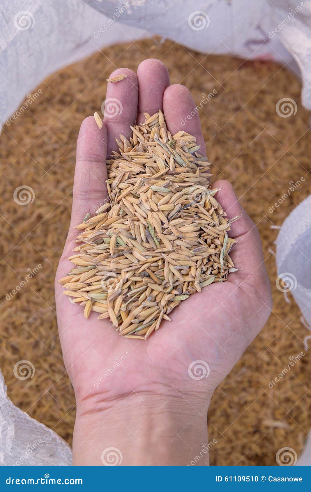 Paddy of Dry on Canvas after Harvesting Stock Photo - Image of ...