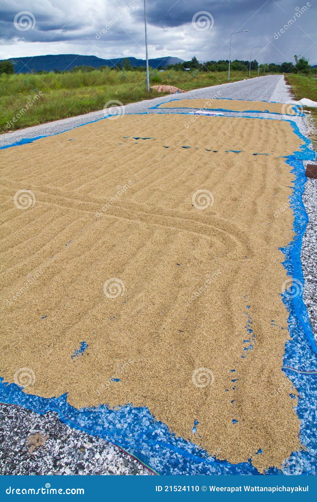 Paddy drying stock photo. Image of rice, organic, produce - 21524110