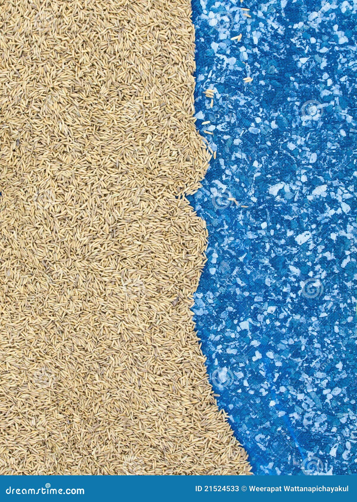 Paddy drying stock image. Image of harvest, rice, food - 21524533