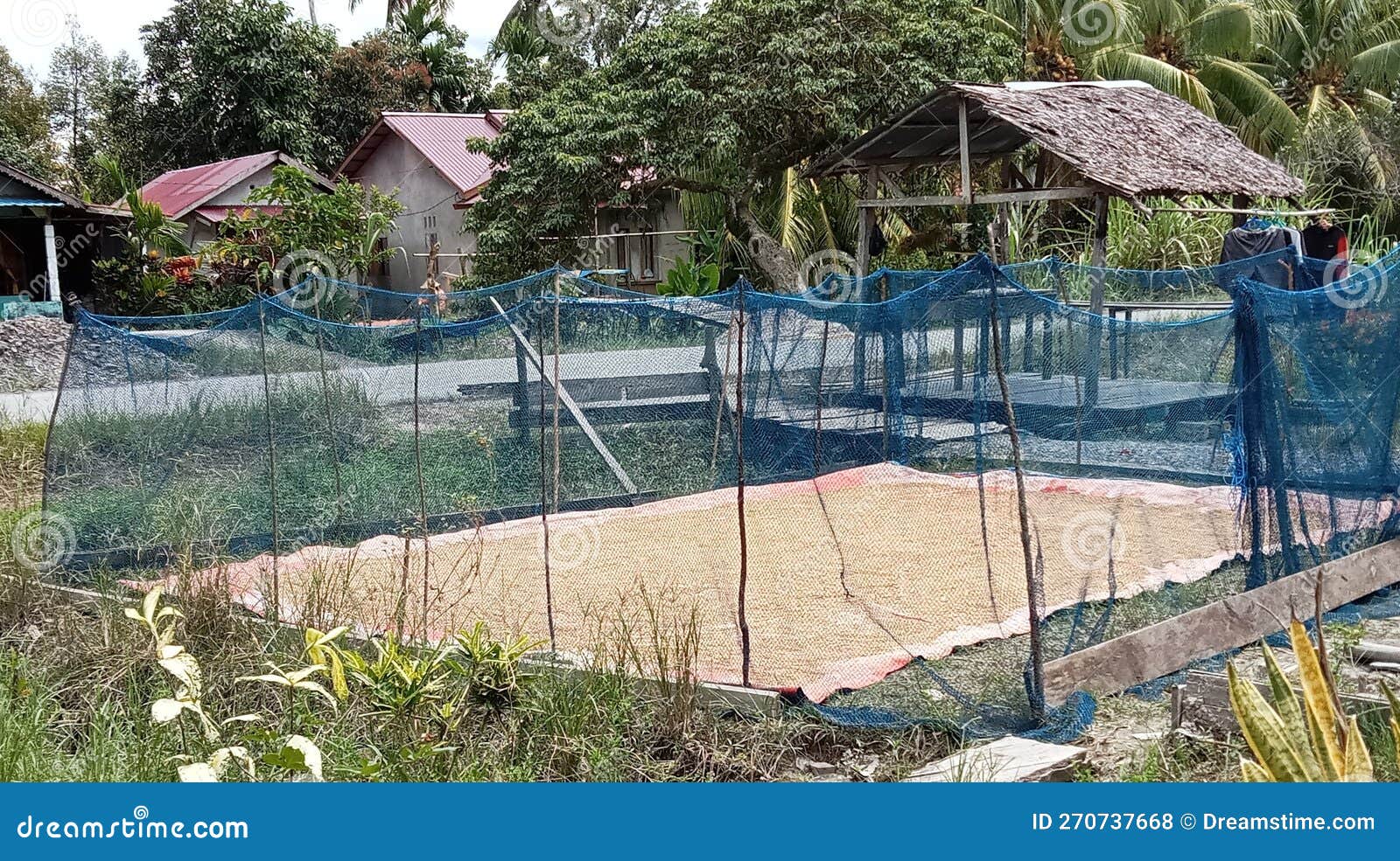 Paddy Drying Process Stock Photos - Free & Royalty-Free Stock Photos ...