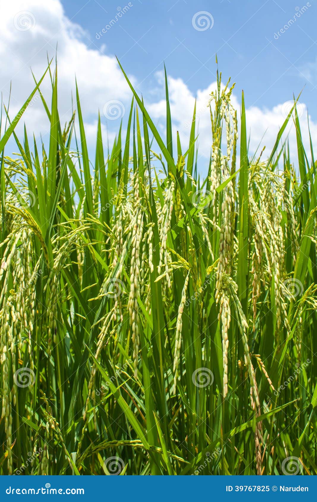 Paddy stock image. Image of farmland, beautiful, grain - 39767825