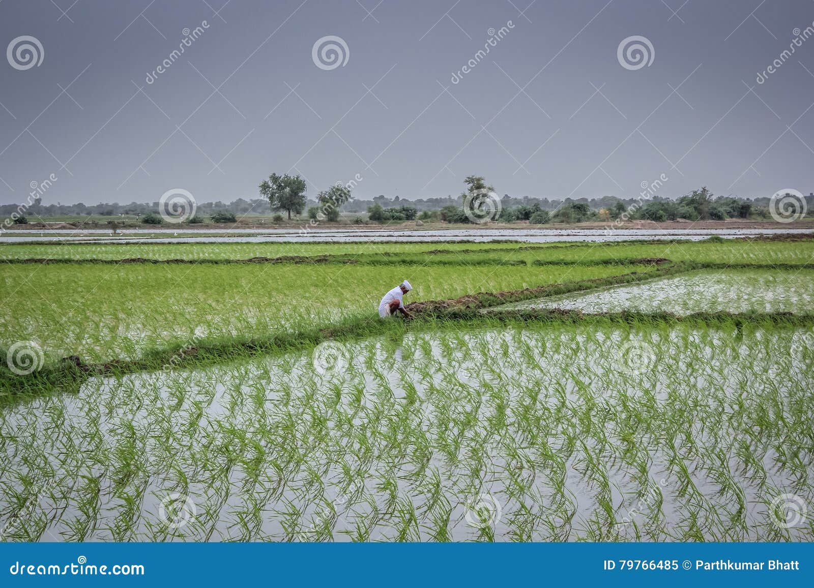 Paddy Famer editorial image. Image of agriculture, farmer - 79766485
