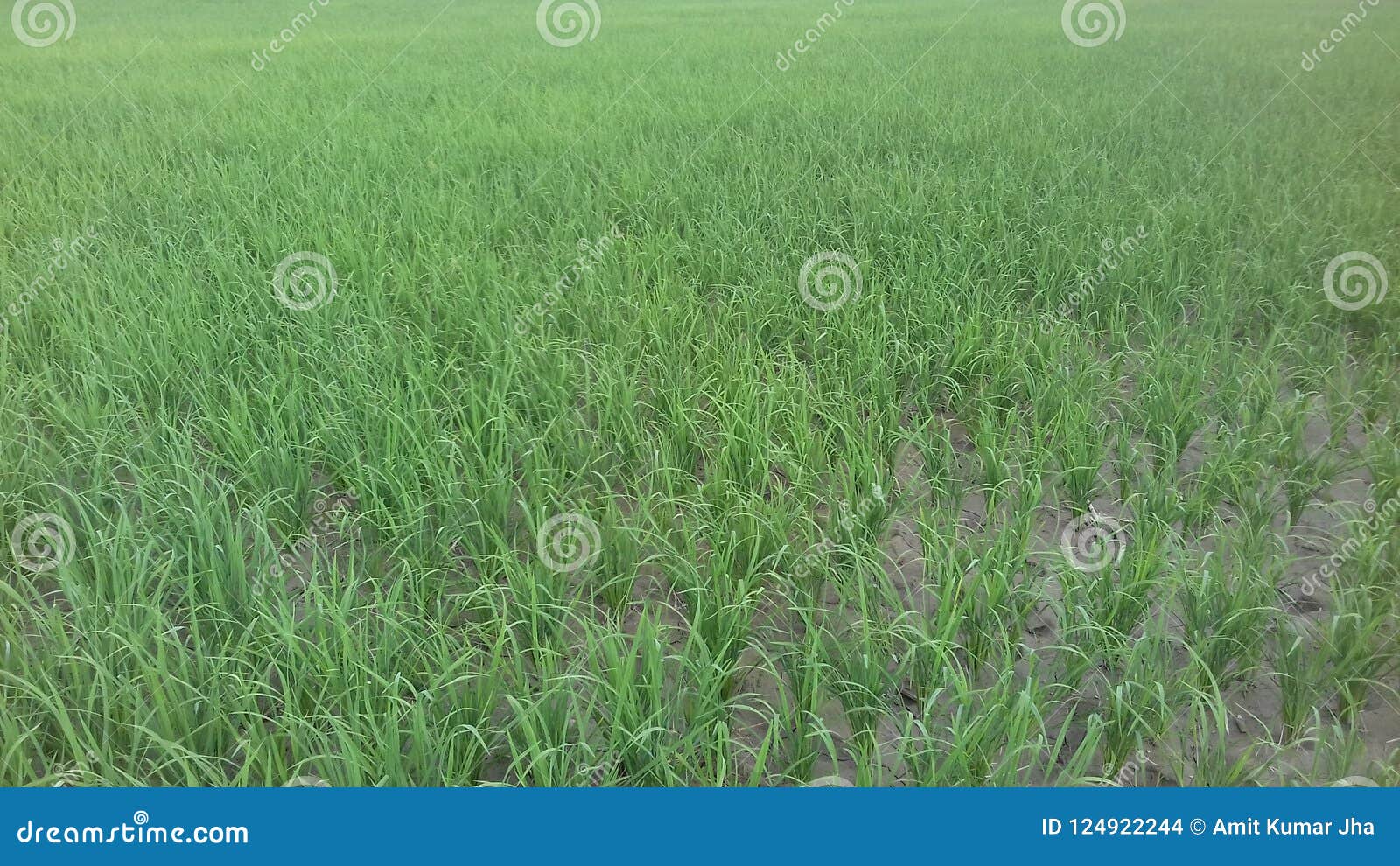 Paddy Farm stock photo. Image of color, greenery, paddy - 124922244